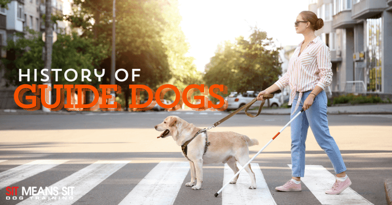 The History of Guide Dogs | SMS Northern California