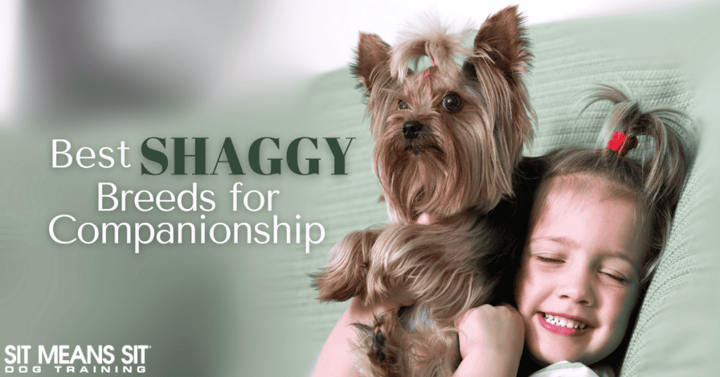 Best Shaggy Breeds for Companionship | SMS Northern California